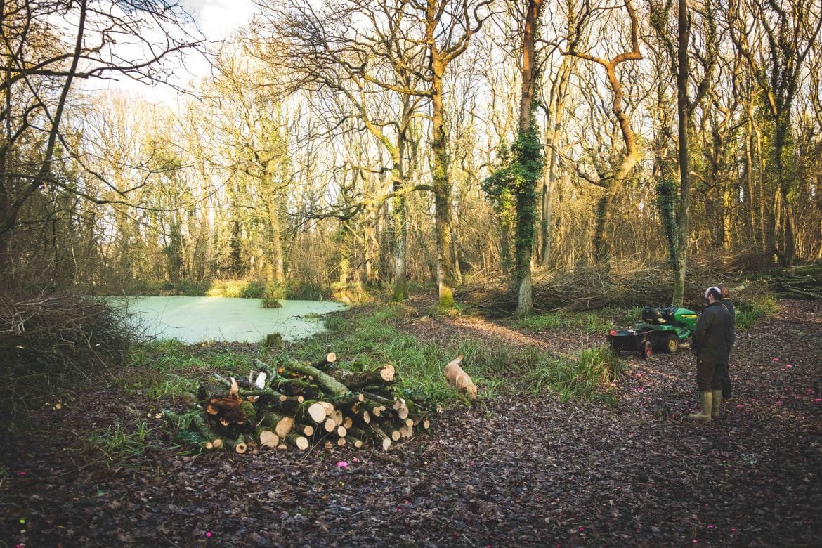 Woodland Management March 2020 Update: The coppicing begins!